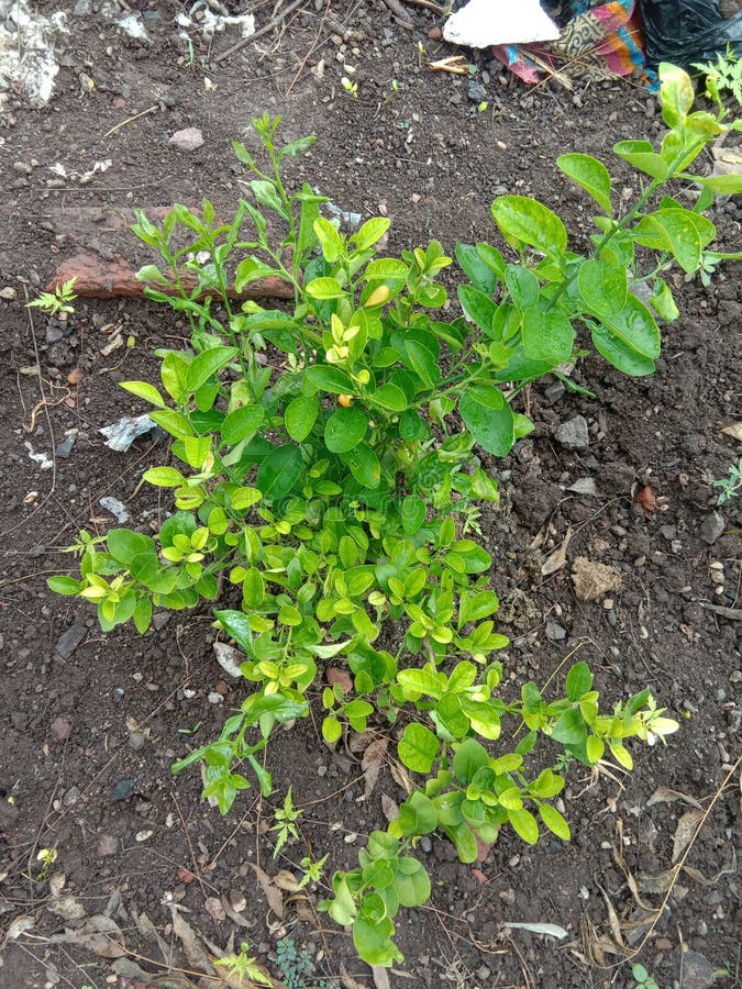 A small lemon plant stock photo. Image of small, green - 125826712