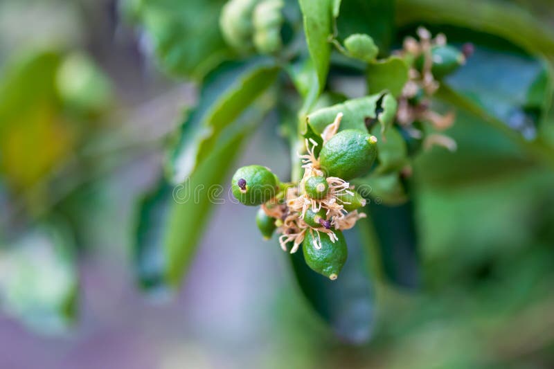 Small Lemons Growing in Garden Stock Image - Image of agriculture ...