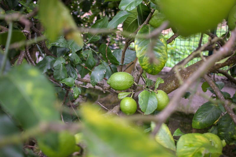 Small Lemons in My Lemon Tree Stock Image - Image of juicy, healthy ...