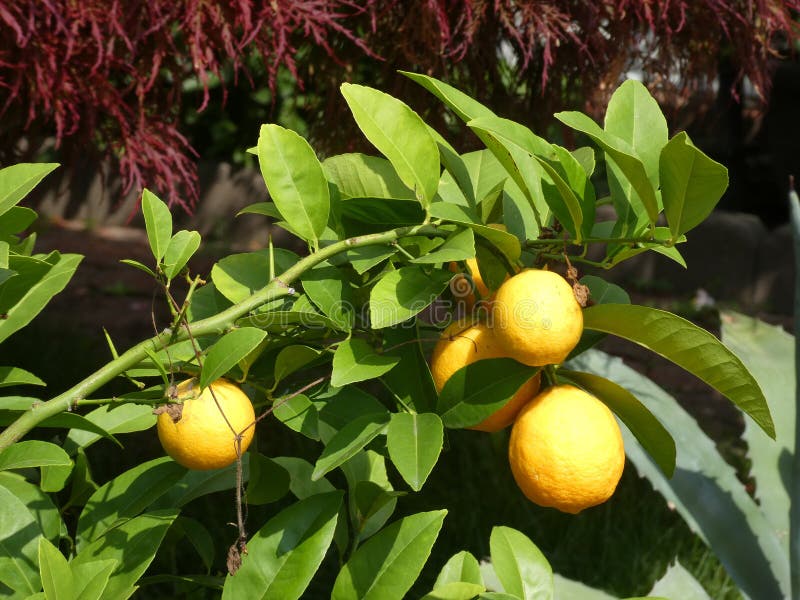 Small Lemons stock photo. Image of green, small, plant - 225471554