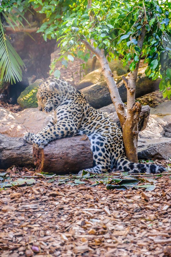 Small Leopard Child is Playing in Loro Parque, Tenerife, Canary Stock ...