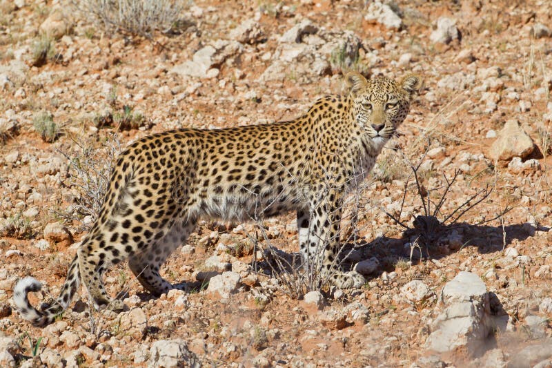 Small Leopard Cub Spotted Cat Stock Photo - Image of concentration ...