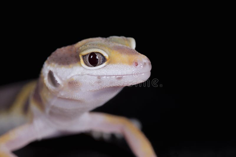 Leopard Gecko Eublepharis Macularius Stock Photo - Image of macro ...