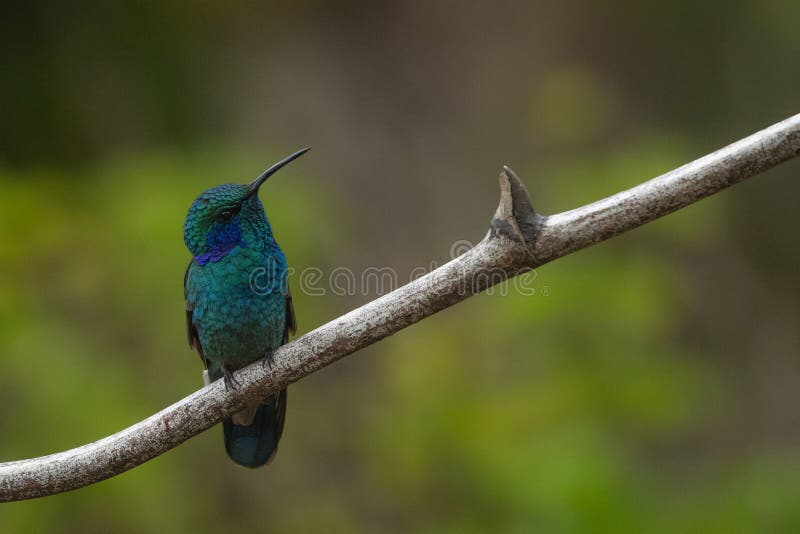 Small Lesser Violetear Perched Atop a Tree Branch Stock Image - Image ...