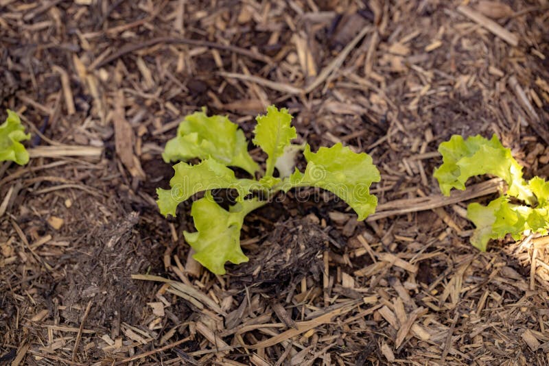 Small lettuce seedlings stock photo. Image of grow, gardening - 225904386
