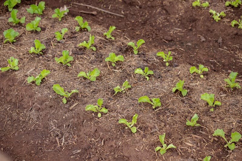 Small lettuce seedlings stock image. Image of plant - 225905973