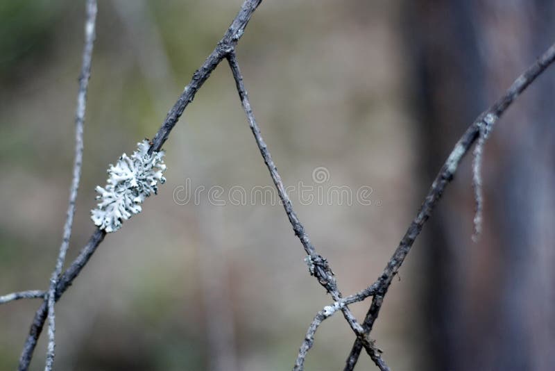 A Small Lichen on an Old Branch in the Shape of a Letter N Stock Image ...