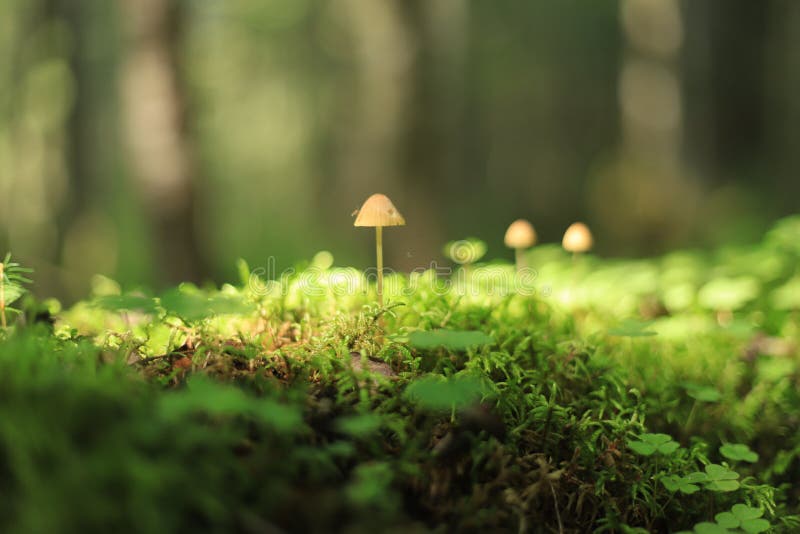 Tiny Creatures Living in the Forest a Small Mushroom on the Moss Stock ...
