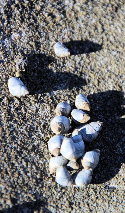 Small Sea Shells Sheltering on a Rock Stock Image - Image of stone ...