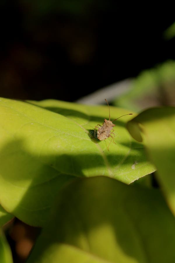 Small Light Brown Beetle On A Big Green Leaf Stock Photo - Image of ...