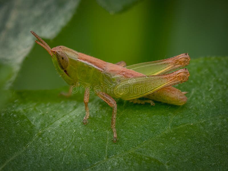 A Small, Light-brown and Green Grasshopper Rests on a Textured Leaf ...