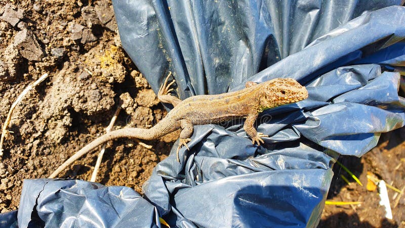 A Small, Light Brown Lizard on the Ground, Blending into Its ...