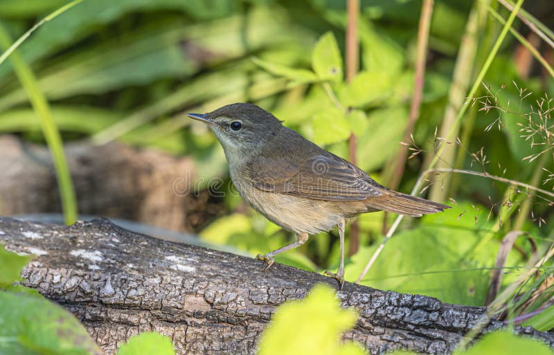 A Small Light-brown Reed Warbler Sits on an Old Log in a Thicket of ...