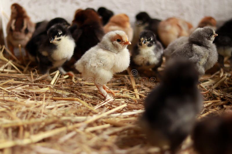 A Small Light-coloured Chick, among Others from a Brood Stock Image ...