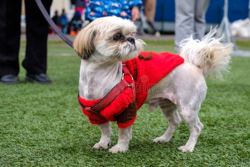 Small Light Dog Breed Shih Tzu Stands among Human Feet on an Artificial ... Small Light Dog Breed Shih Tzu Stands among Human Feet on an Artificial ...