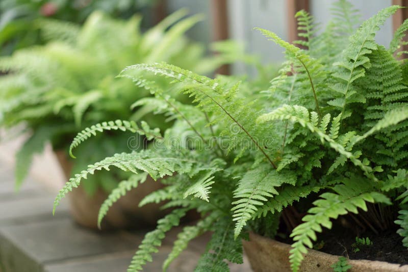 Small Light Green Ferns Decorating Room Corner Stock Illustration ...