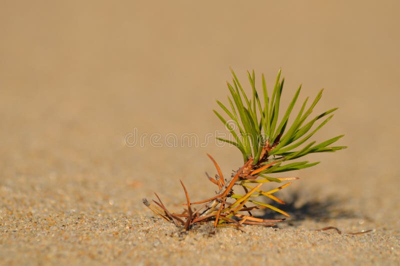 Pine Sprout during Spring Time Stock Photo - Image of spring, green ...