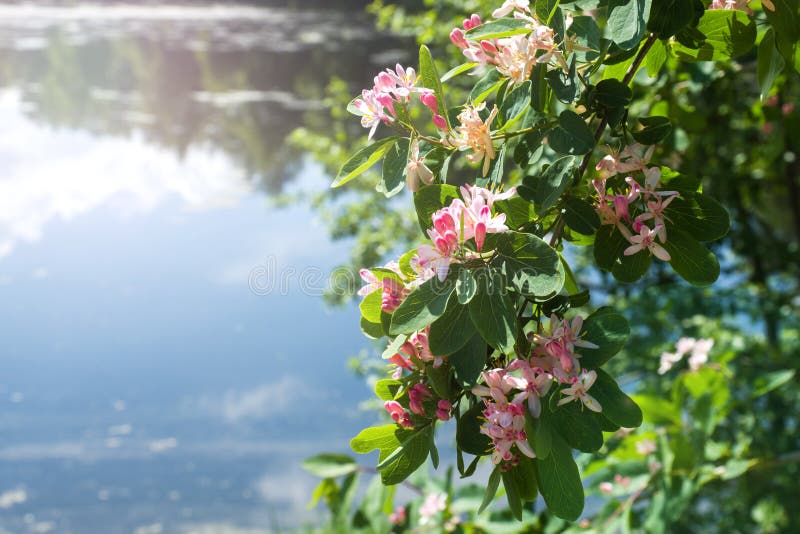 Small Light Pink Flowers and Buds on the Bushes on the River Bank Stock ...