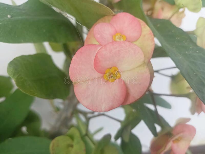 Small Light Pink Flowers with a Yellow Crown Stock Image - Image of ...