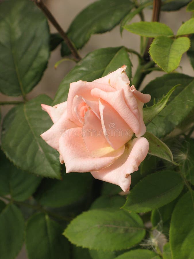 Wet pink rose stock photo. Image of rose, small, garden - 94979902