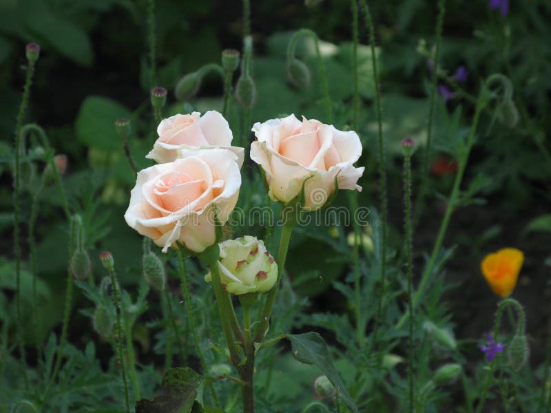 Light roses stock photo. Image of roses, flowers, bouquet - 94981712