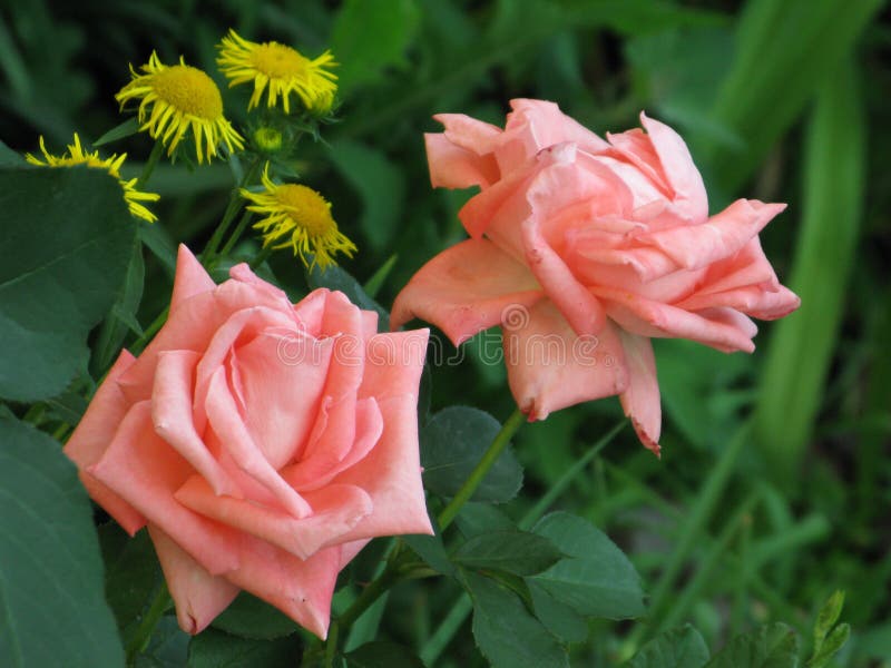 Light roses stock photo. Image of roses, flowers, bouquet - 94981712