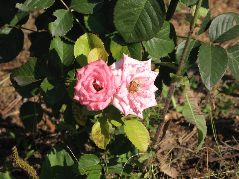 Light roses stock photo. Image of roses, flowers, bouquet - 94981712