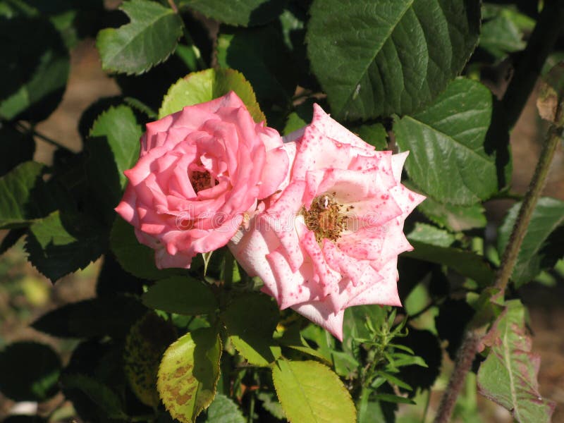 Light roses stock photo. Image of roses, flowers, bouquet - 94981712