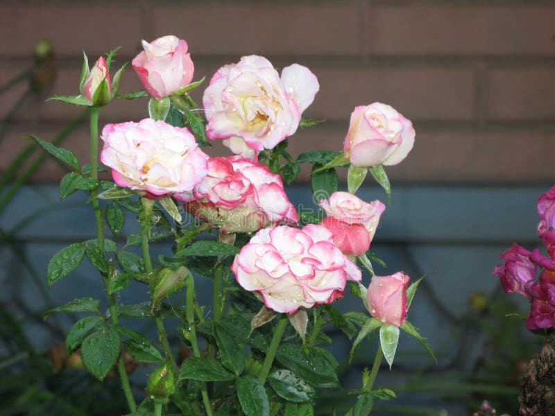 Light roses stock photo. Image of roses, flowers, bouquet - 94981712