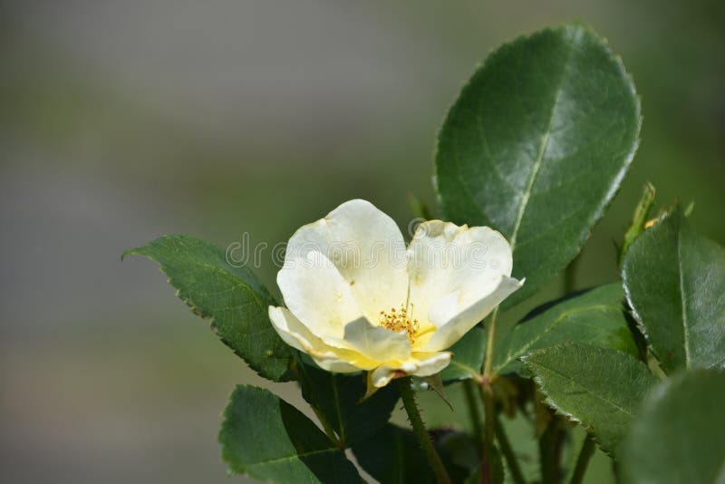 Small Light Yellow Rose Blossom on a Bush Stock Image - Image of ...