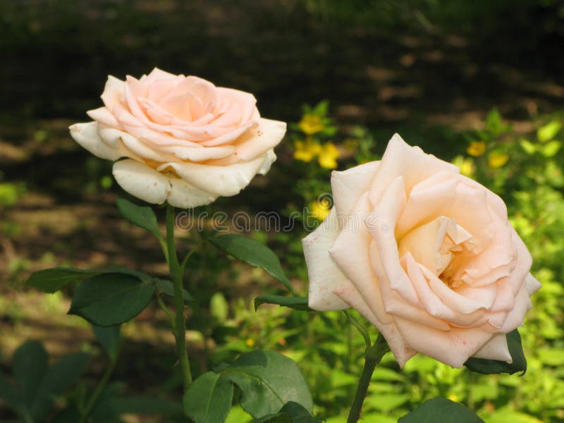 Light roses stock photo. Image of roses, flowers, bouquet - 94981712