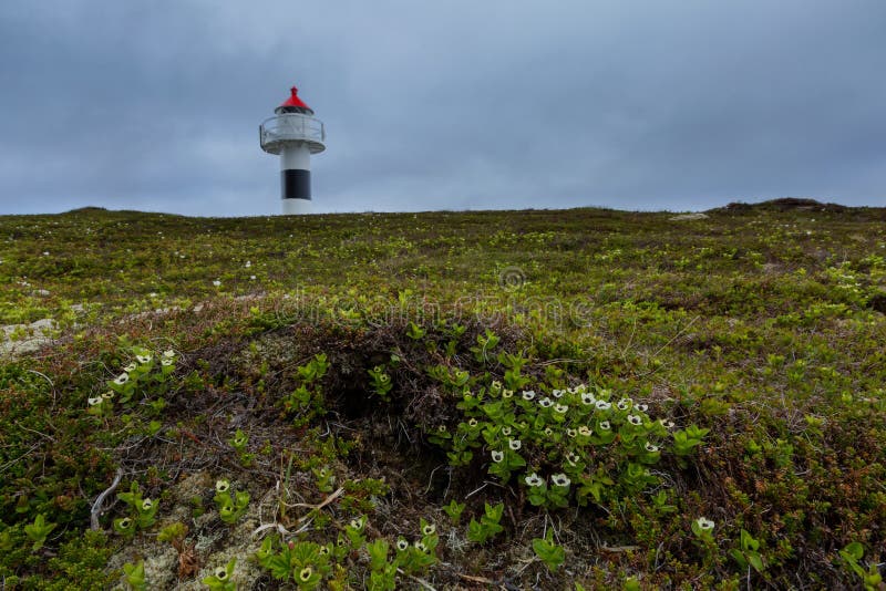 Small Lighthouse Rock Flowers Foreground Stock Photos - Free & Royalty ...