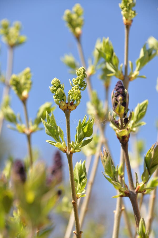 Small Lilac Buds in the Garden Stock Photo - Image of nature, colorful ...