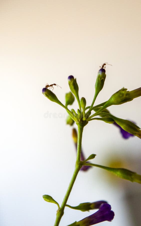 Talilla Lycium Stock Photos - Free & Royalty-Free Stock Photos from ...