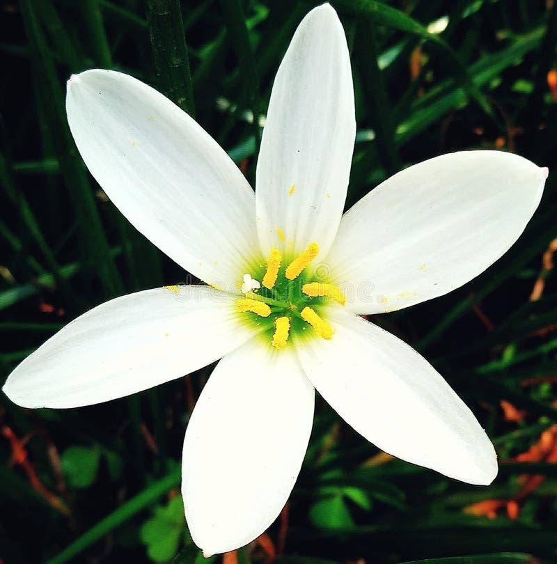 Small lilly flower stock image. Image of plant, white - 166363897