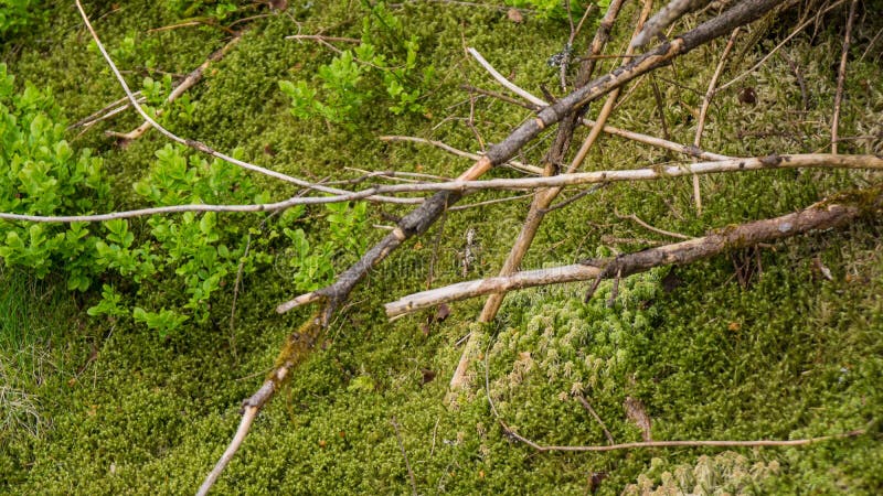 Small limbs laying on moss stock photo. Image of beauty - 143399274