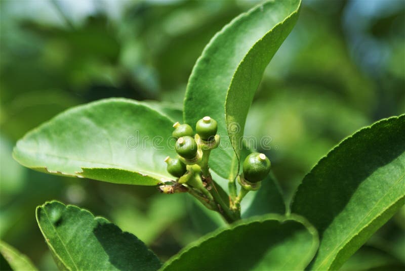 5 Small Lime on Top of Brunch Stock Image - Image of plant, natural ...