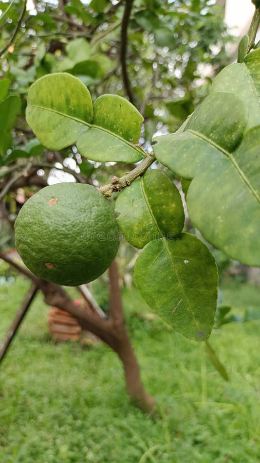 Small lime at small garden stock photo. Image of lime - 276749760