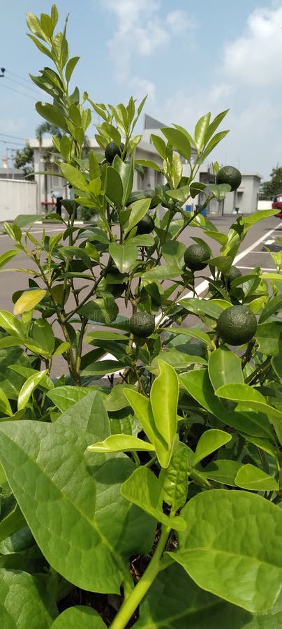 Small Limes Nature Srilanka Stock Image - Image of lime, small: 262632983
