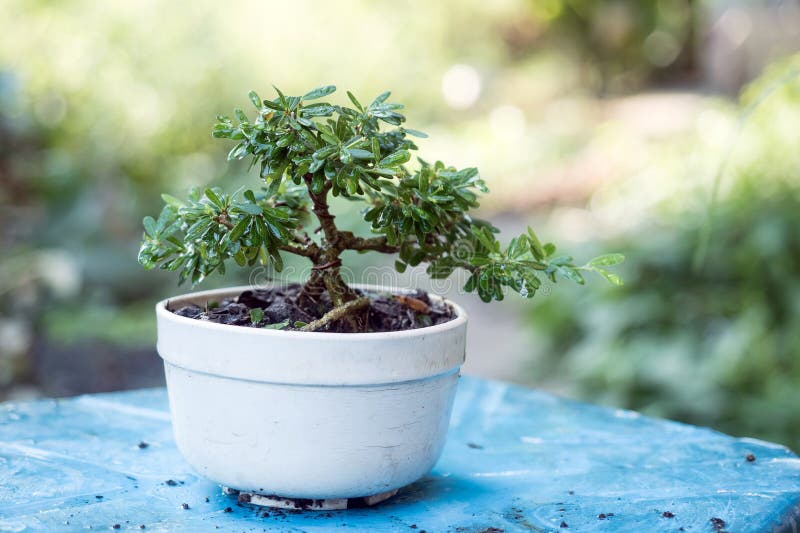 Small Linh Sam, a Small Bonsai Tree in Ceramic Pot Stock Photo - Image ...