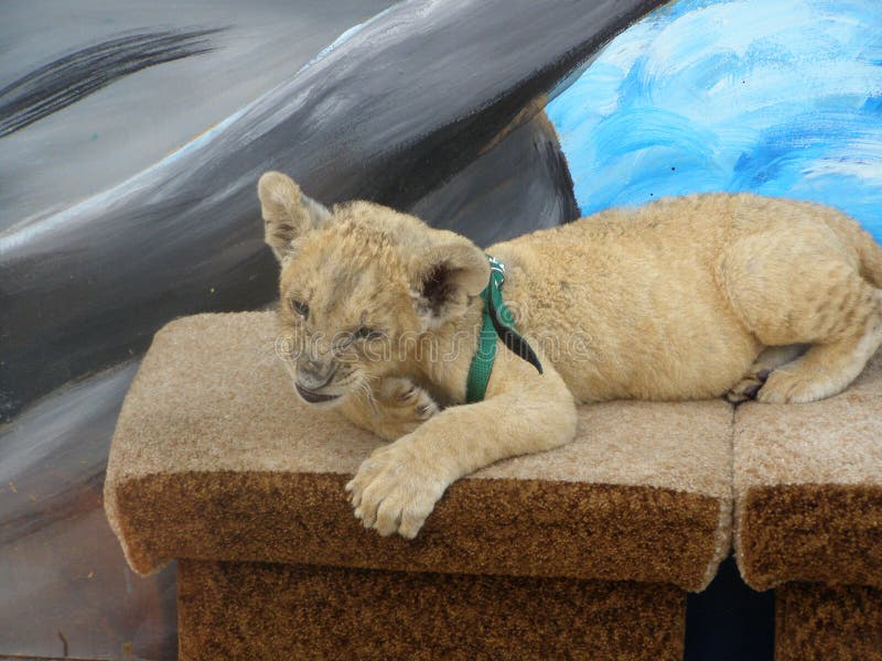 A small lion stock image. Image of adventure, animals - 7080133