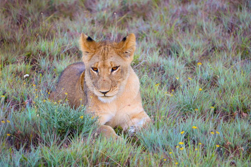 Small Lion Baby Lying in the Grass Stock Photo - Image of watching ...