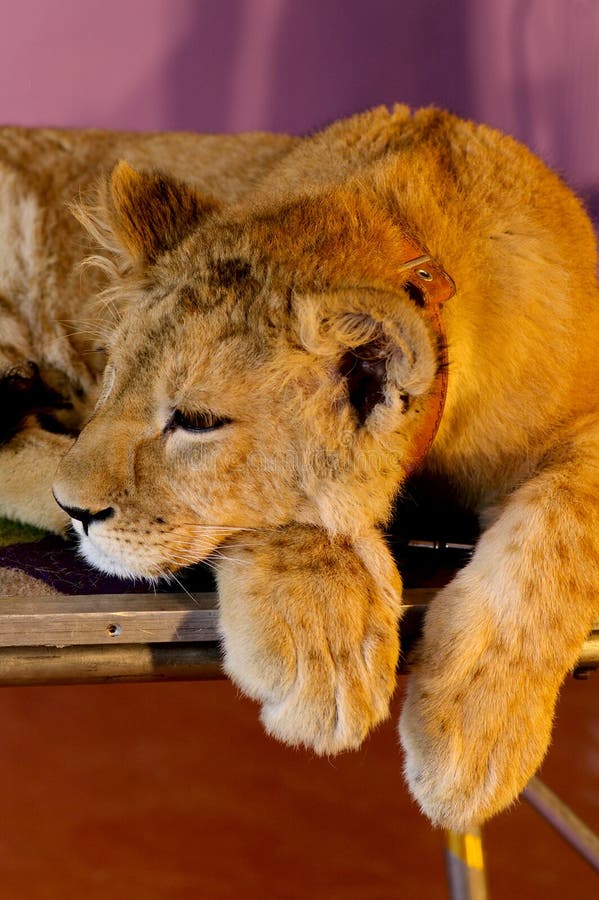 Small Lion Cub Picture. Image: 8245821