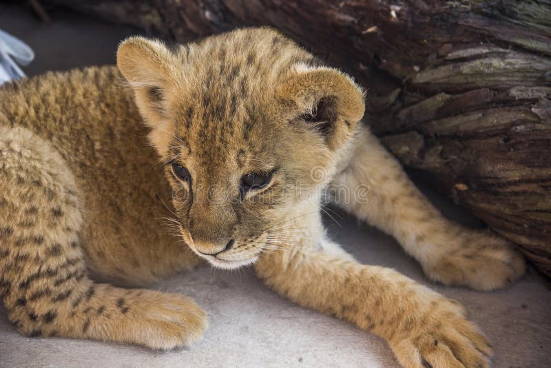 A small lion cub stock photo. Image of king, predator - 231081232