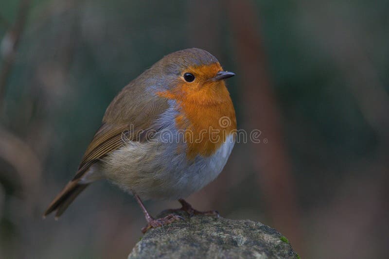 Robinred Stock Photos - Free & Royalty-Free Stock Photos from Dreamstime