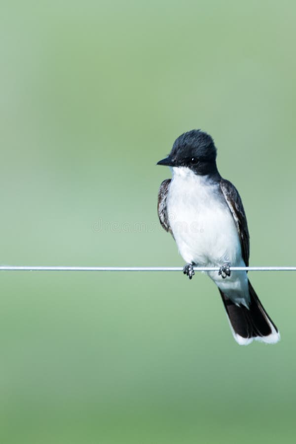 Chickadee on a Wire in the Springtime Stock Photo - Image of sitting ...