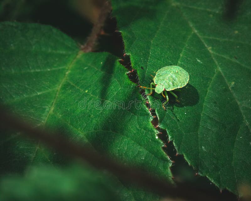 Small and Little Bug in Nature Stock Image - Image of detail, life ...