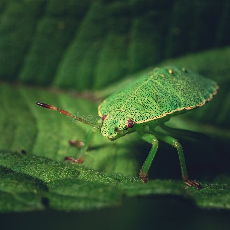 Small and Little Bug in Nature Stock Image - Image of ground, nature ...