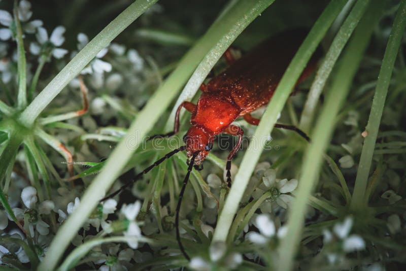 Small and Little Bug in Nature Stock Image - Image of animal, small ...