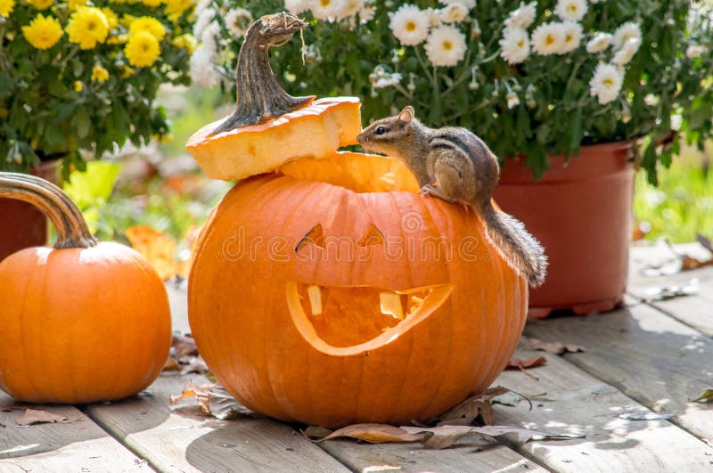 Small Little Chipmunk Sits on the Edge of a Pumpkin Stock Photo - Image ...